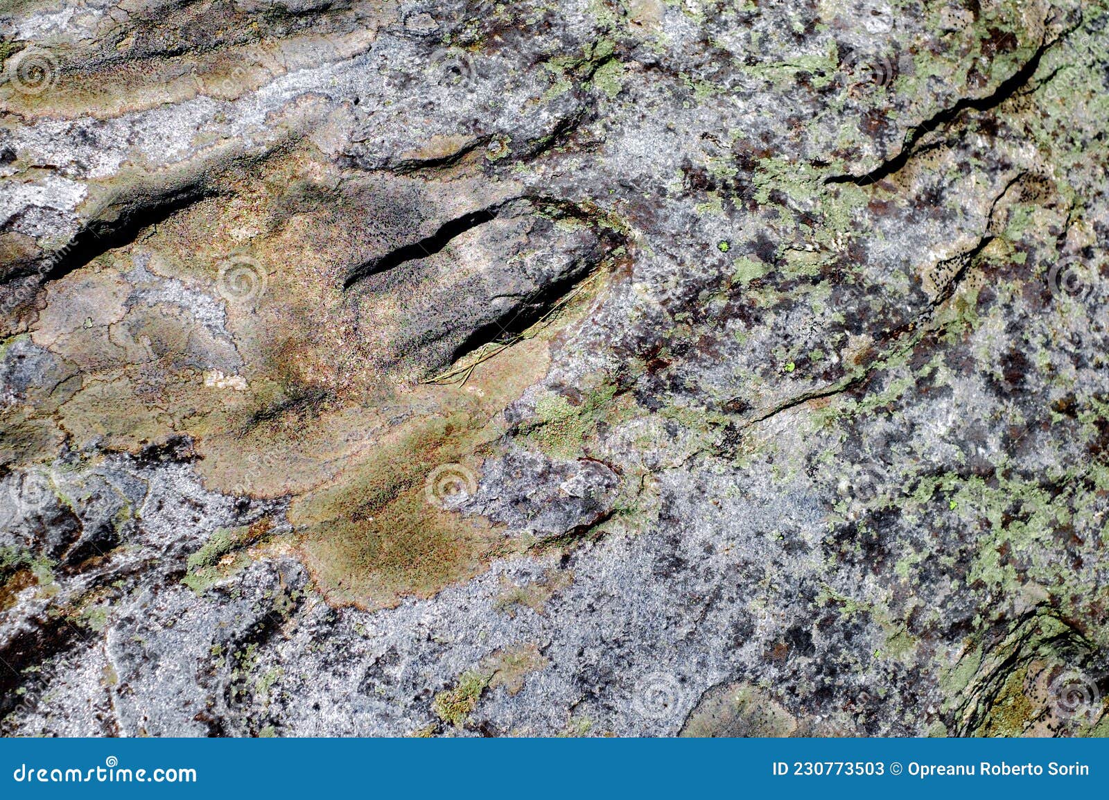 Mosses and Lichens on the Stone Stock Image - Image of close, mountain ...