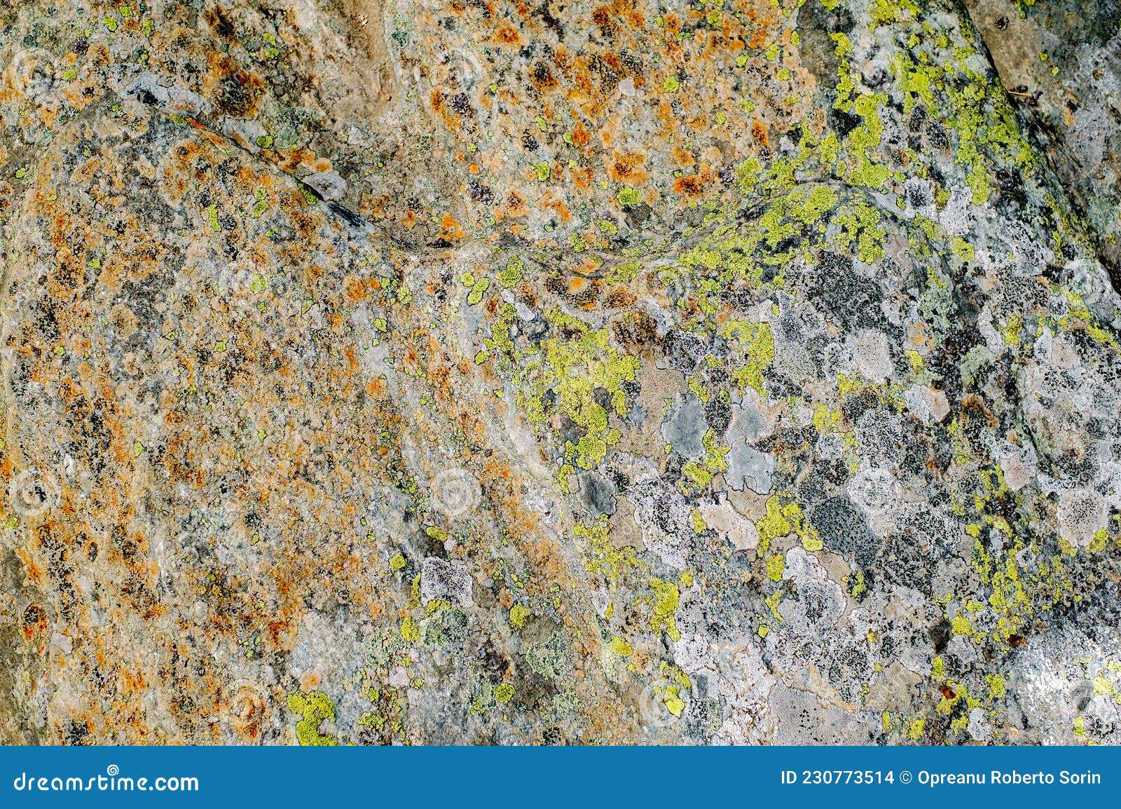 Mosses and Lichens on the Stone Stock Photo - Image of background ...