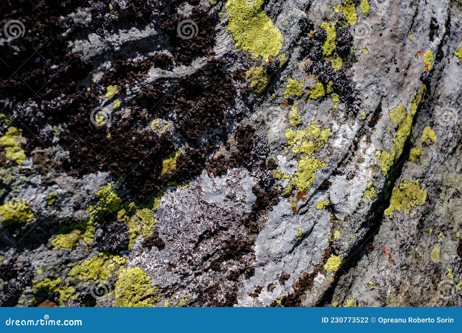 Mosses and Lichens on the Stone Stock Photo - Image of environment ...