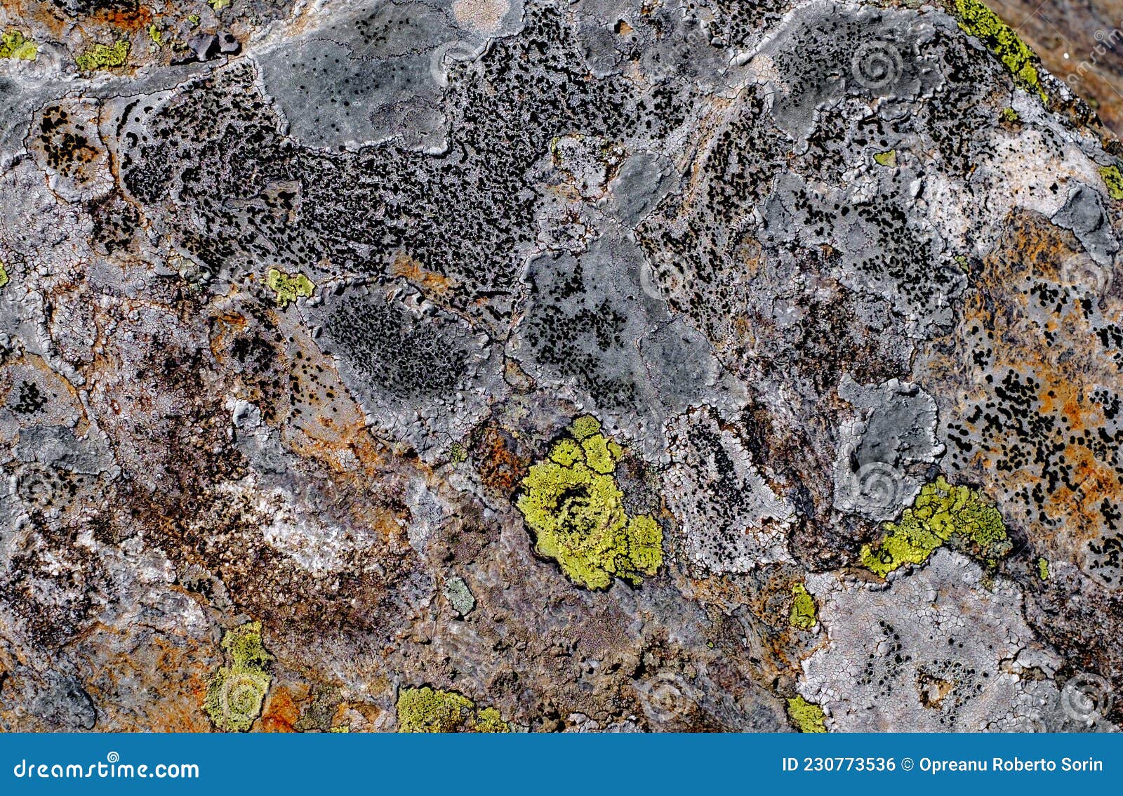 Mosses and Lichens on the Stone Stock Photo - Image of lichen, leaf ...