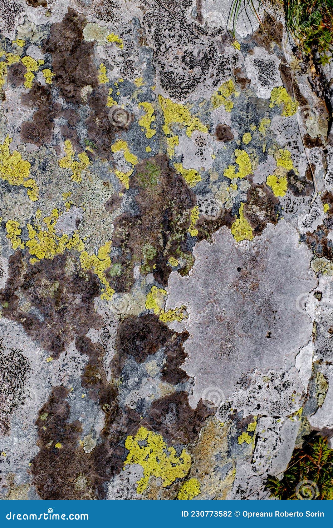 Mosses and Lichens on the Stone Stock Photo - Image of outdoor ...