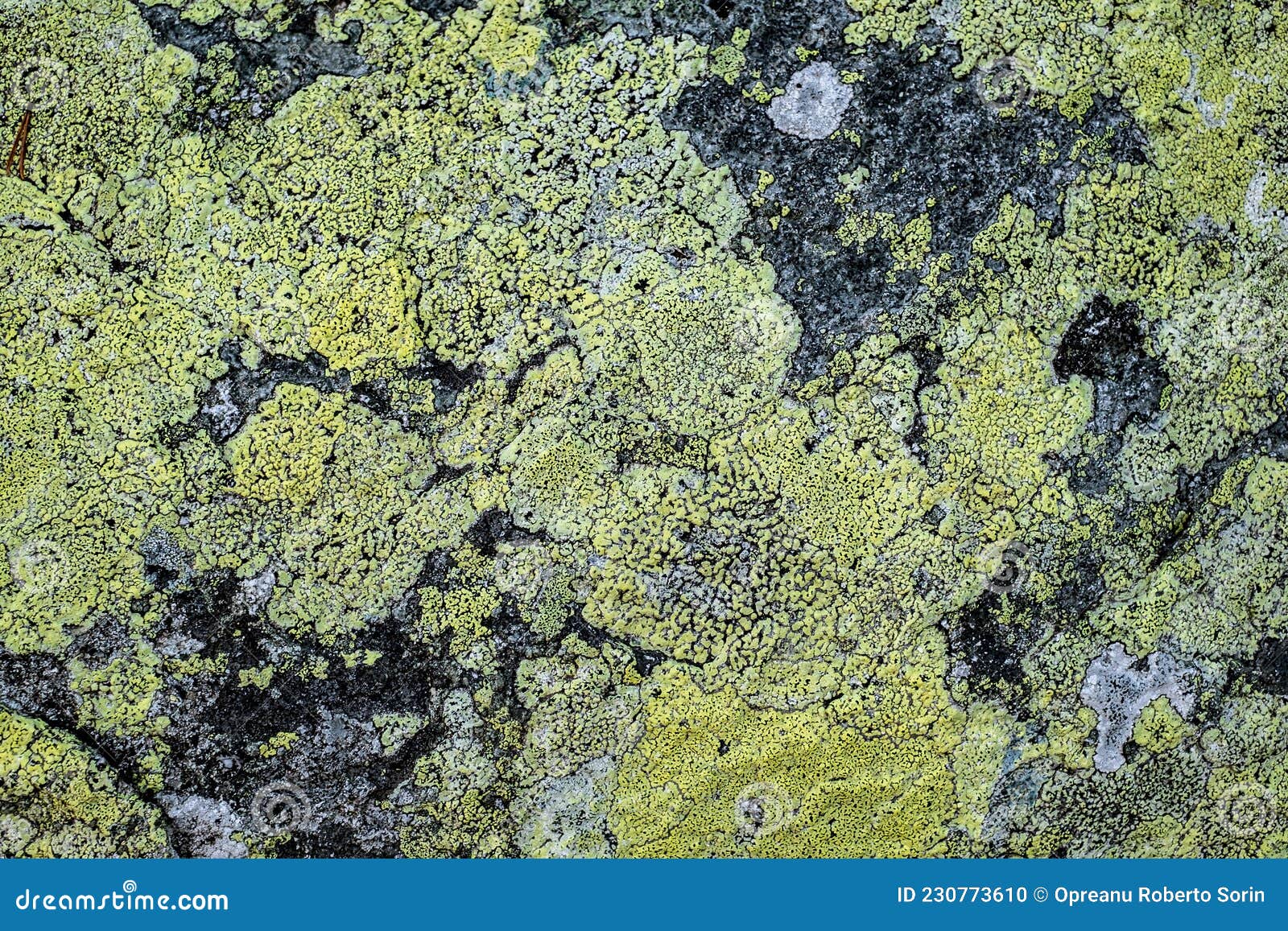 Mosses and Lichens on the Stone Stock Photo - Image of lichens, forest ...