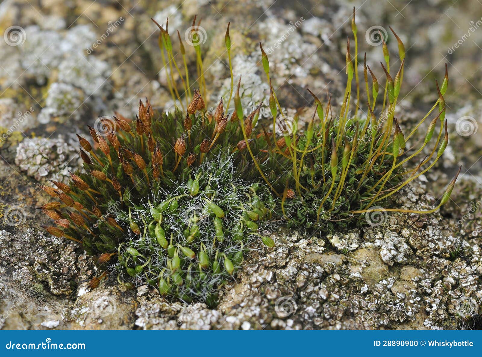 Mosses on limestone wall stock photo. Image of horizontal - 28890900