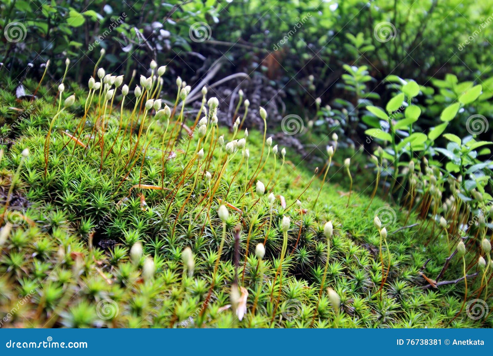 Mosses and moss seeds stock image. Image of grass, natural - 76738381