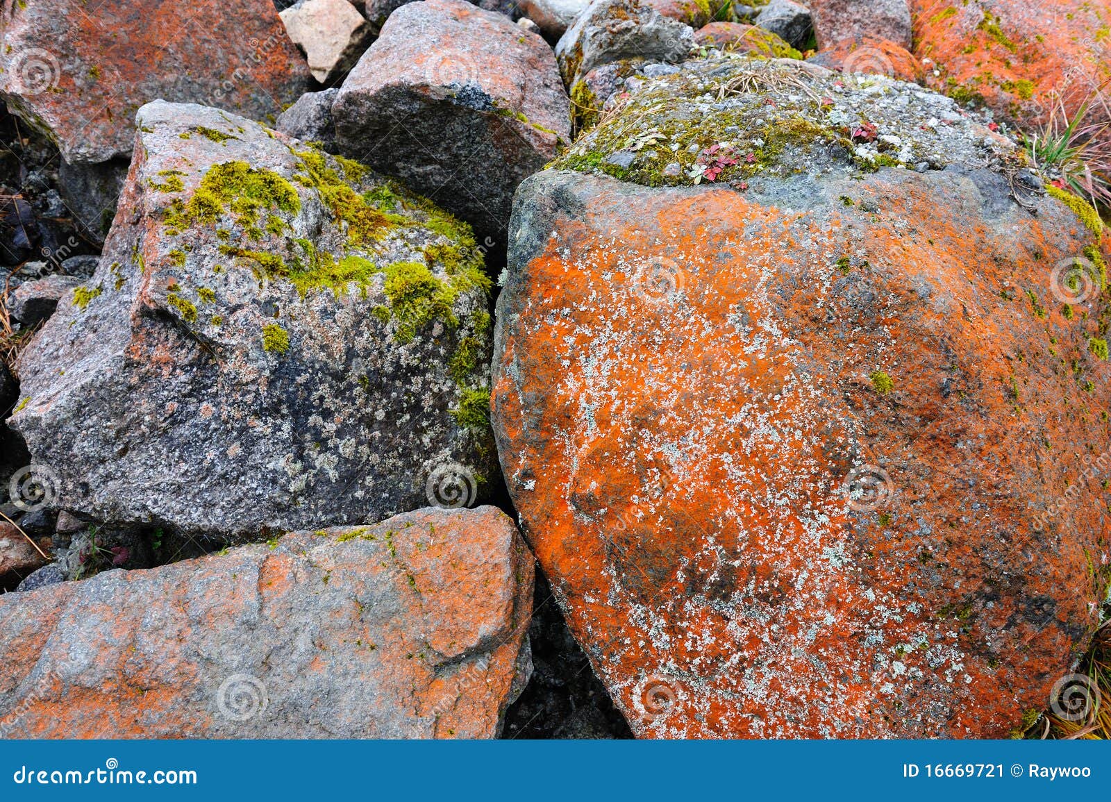 Mosses on stones stock image. Image of abstract, rock - 16669721
