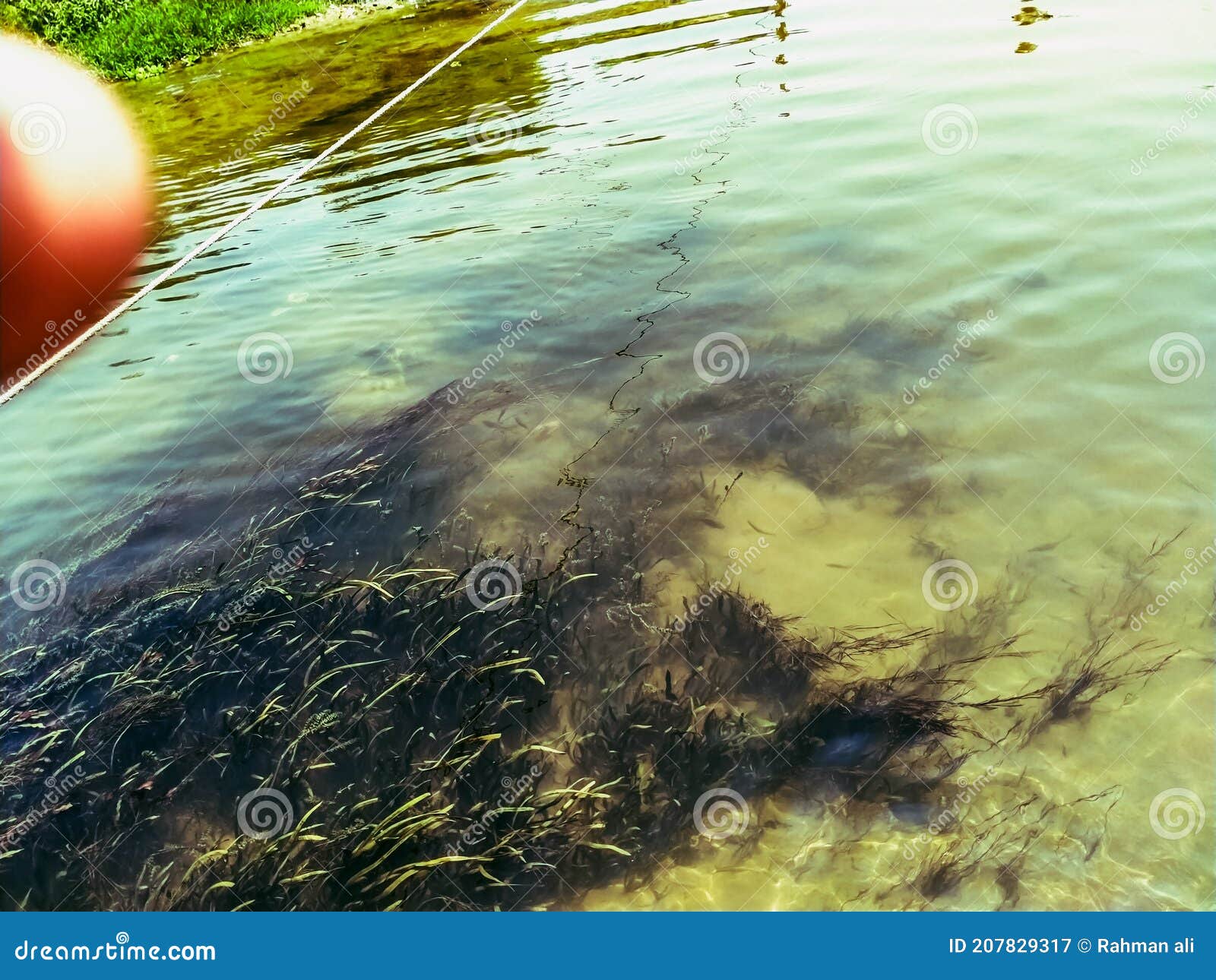 Mosses in water so clear. stock image. Image of water - 207829317
