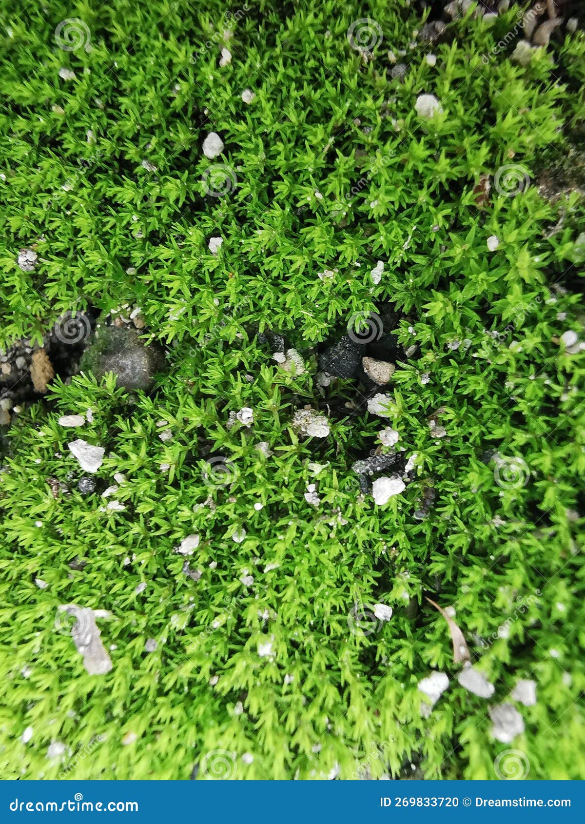 Mossess are Beautiful If we Take a Look Closer. Stock Photo - Image of ...
