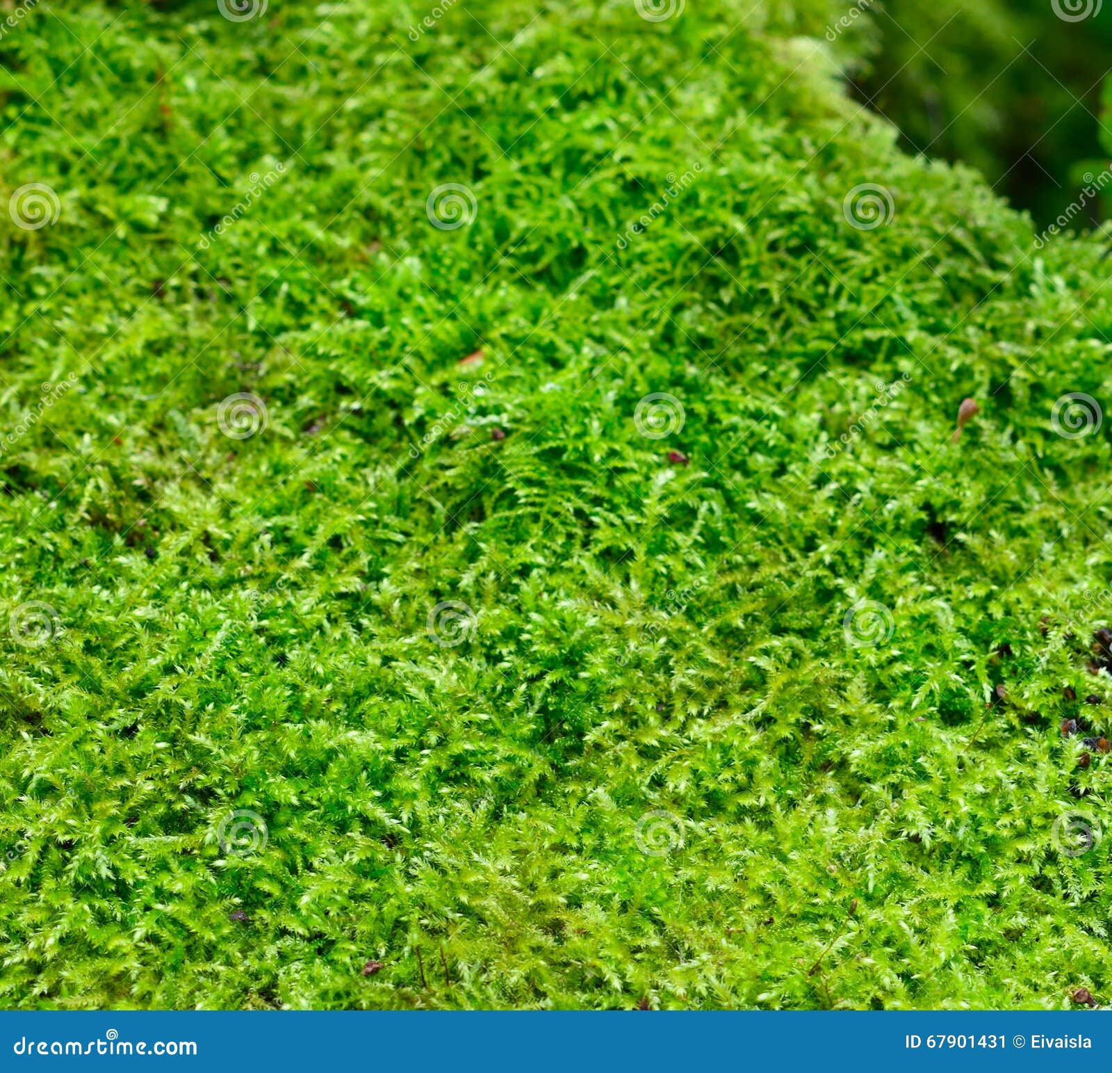 Mossy background stock image. Image of mossy, woodland - 67901431