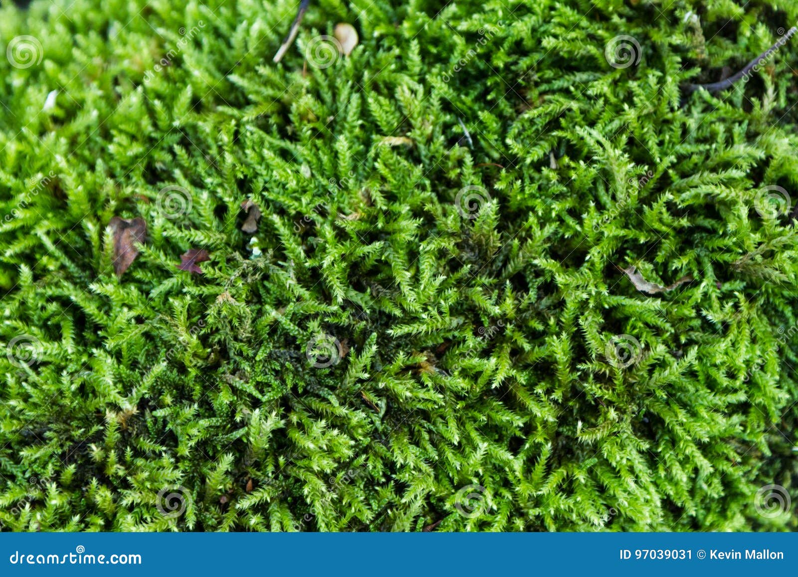 Mossy Background stock image. Image of growing, summer - 97039031