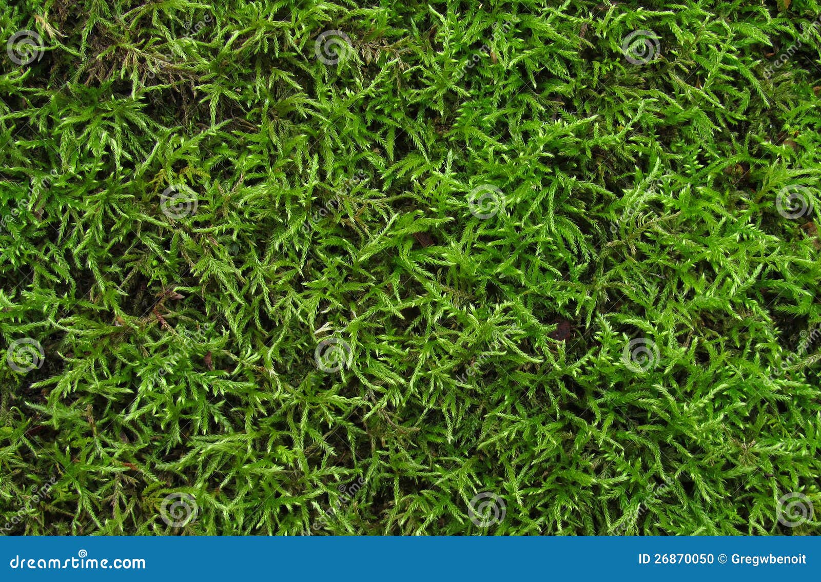Mossy Background Texture stock photo. Image of green - 26870050