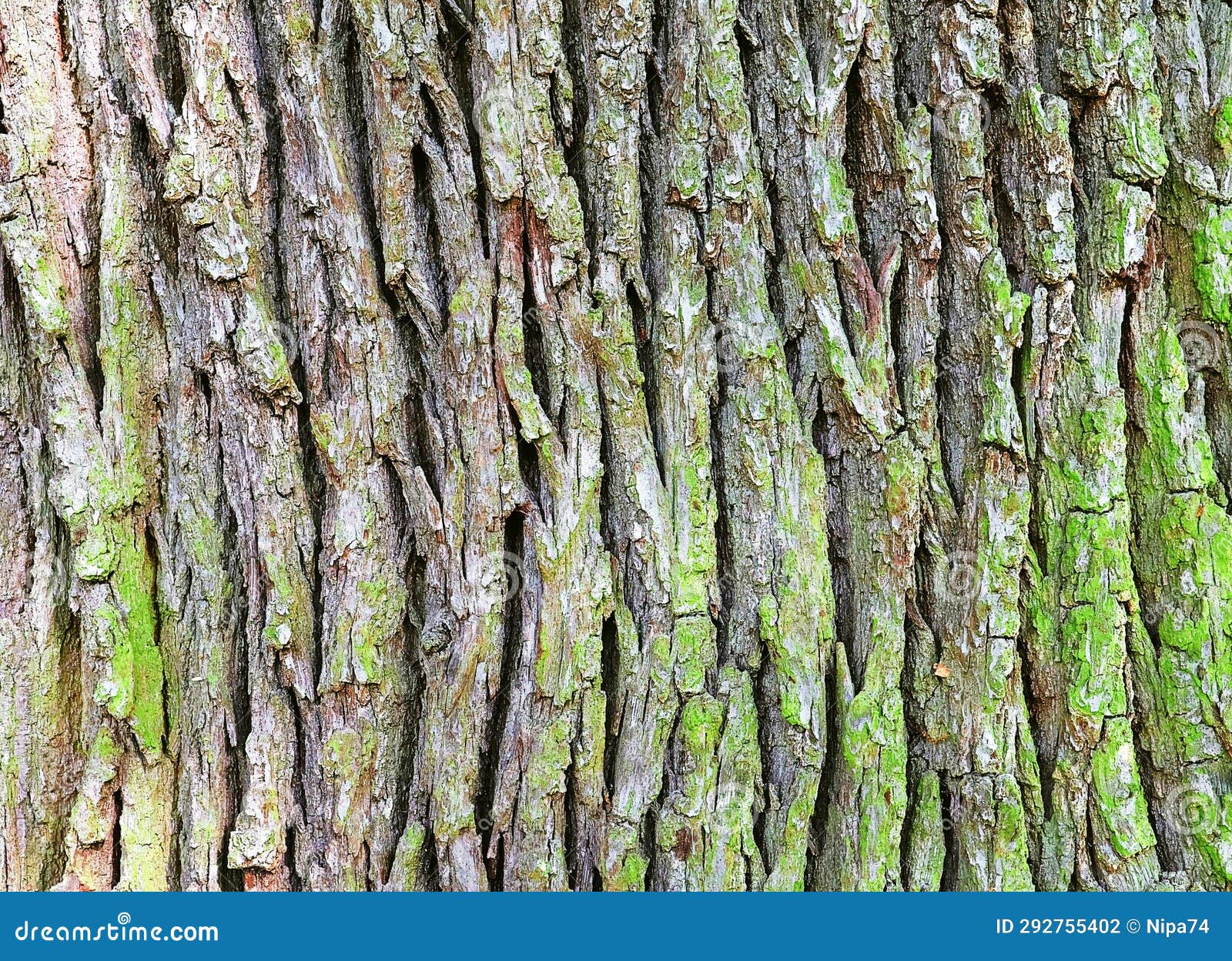 Trunk of a Oak Tree. Bark . Background. Stock Photo - Image of brown ...