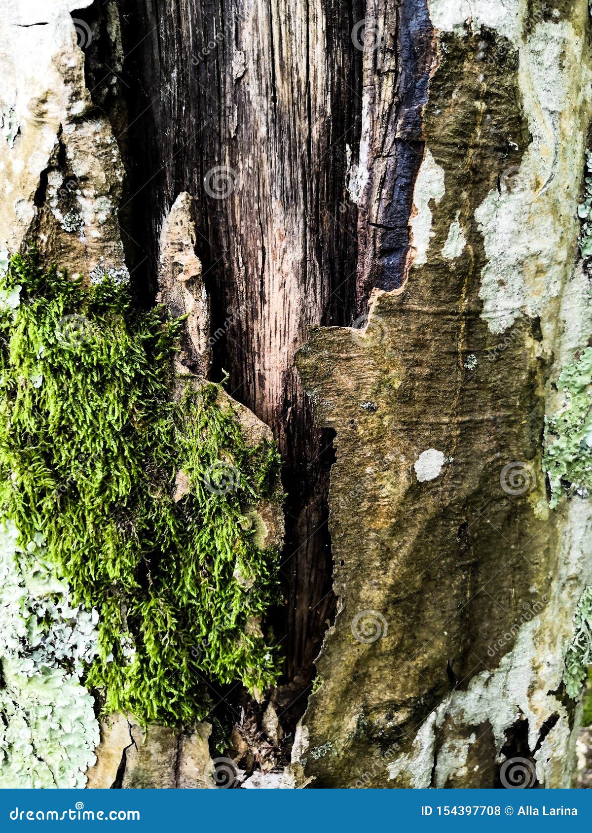 Mossy Bark of an Old Oak Tree, Forming a Beautiful Pattern. Wild Green ...