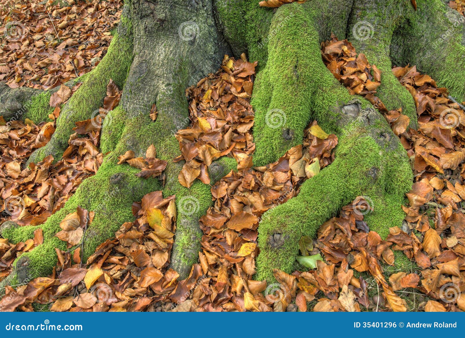 Mossy beech roots stock photo. Image of woodland, background - 35401296
