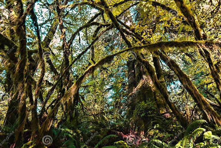 Mossy Branches in a Forest stock photo. Image of fern - 62160228