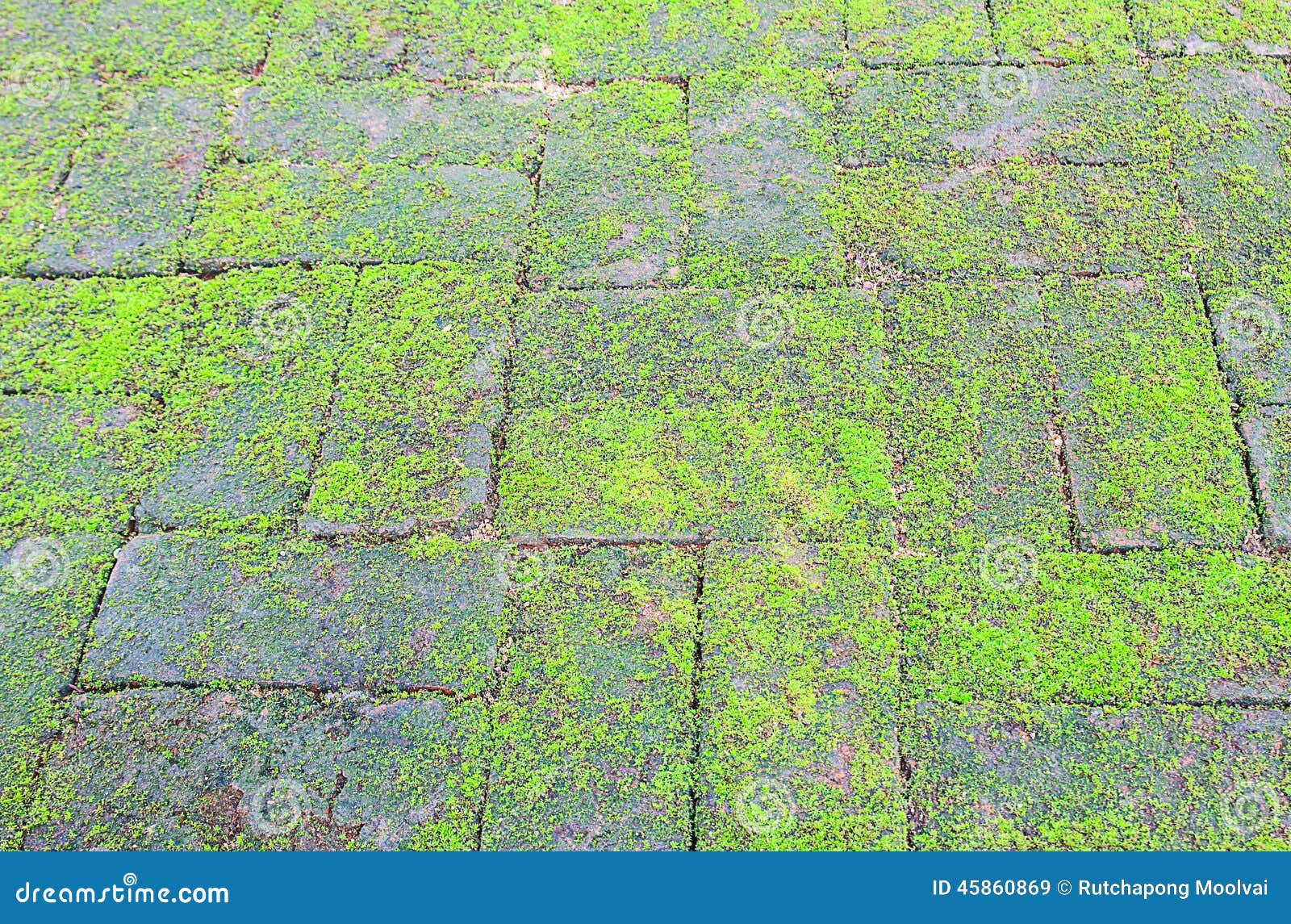 Mossy brick floor stock image. Image of forest, lichen - 45860869