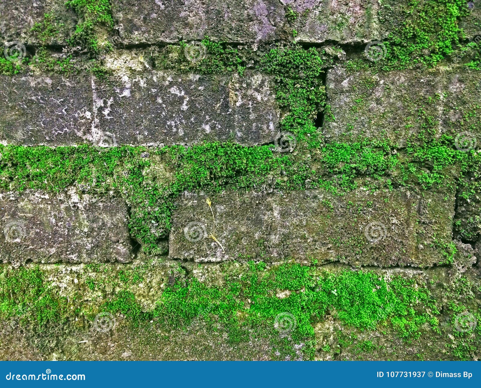 Mossy brick texture stock image. Image of cement, brick - 107731937