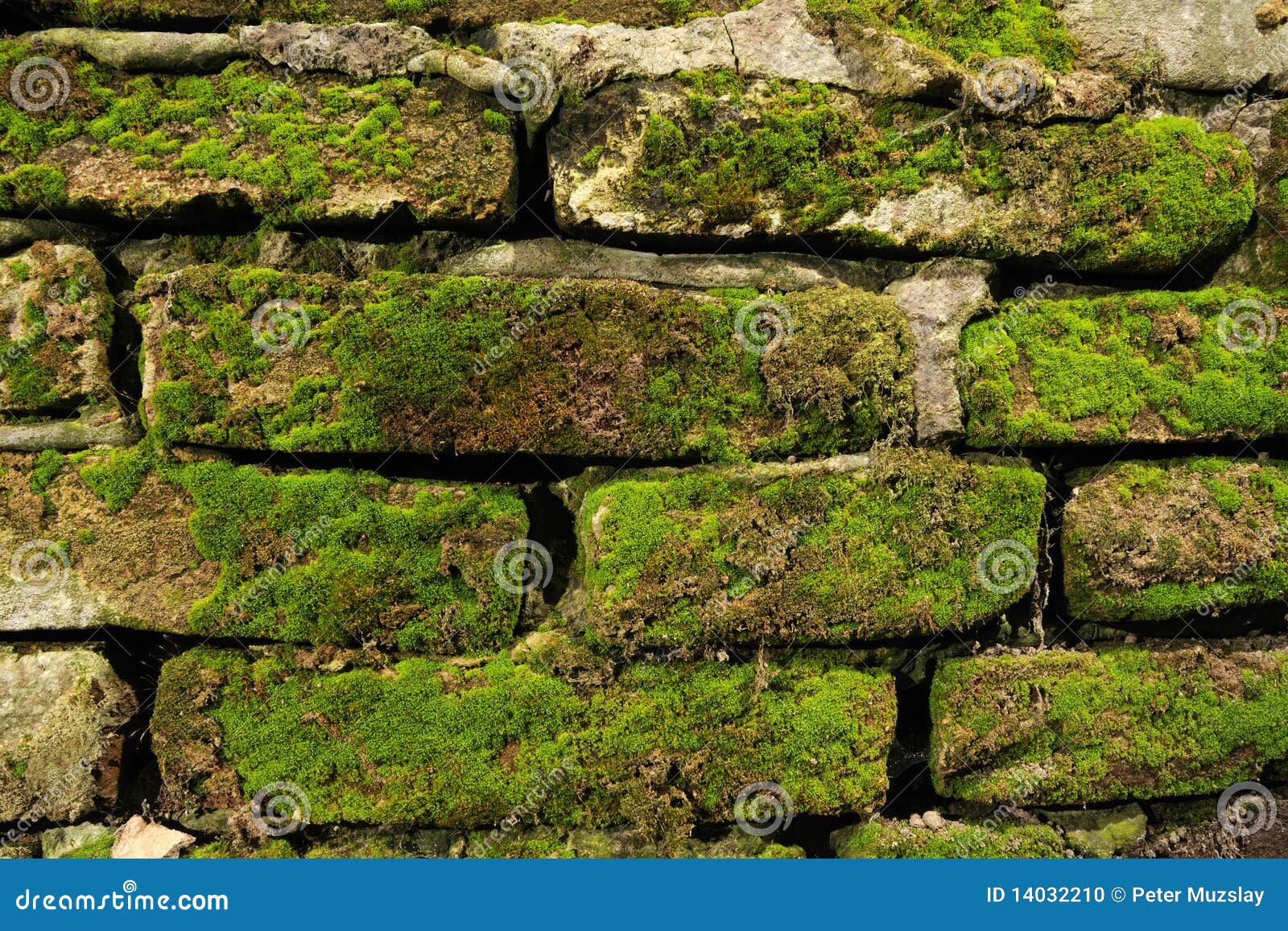 Mossy brick wall stock photo. Image of wall, brick, weathered - 14032210