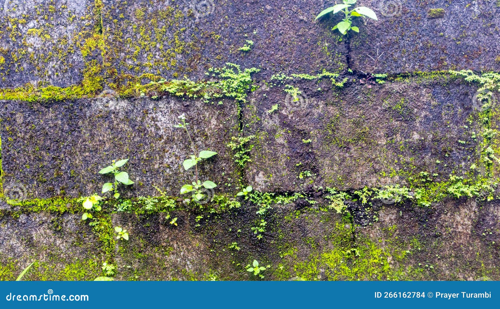 Mossy Brick Wall in the Background Stock Photo - Image of moss ...