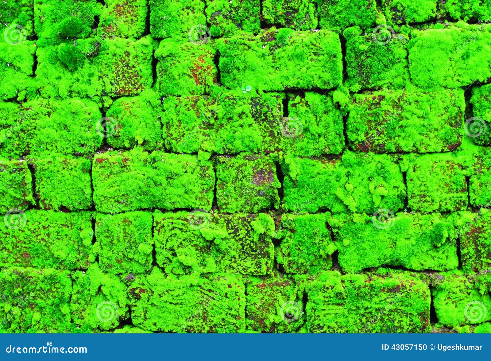 Mossy brick wall stock photo. Image of plant, beautiful - 43057150