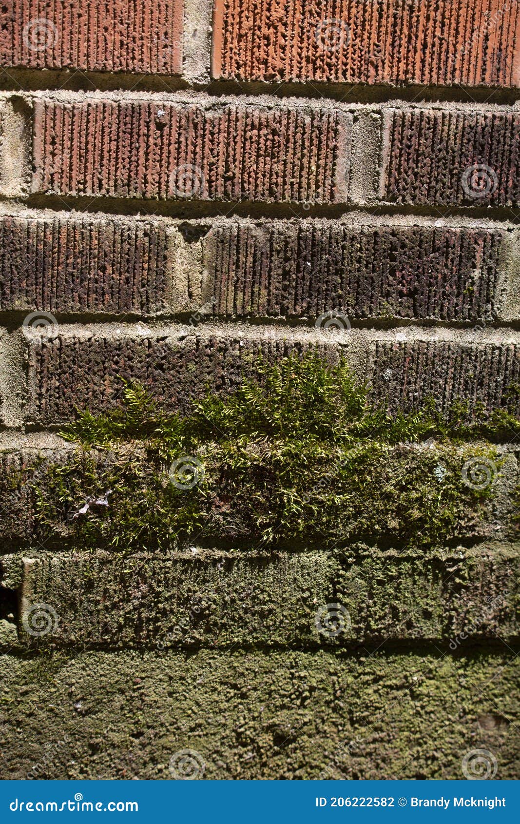 Mossy Brick Wall stock photo. Image of crisp, exterior - 206222582