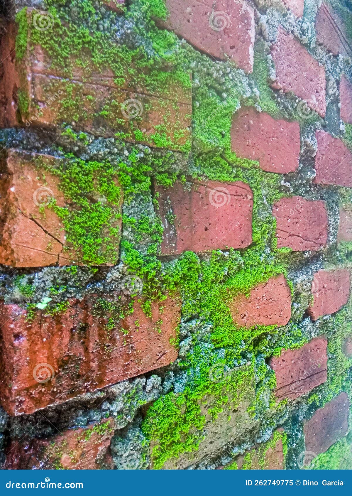 Mossy brick walls stock image. Image of flooring, leaf - 262749775