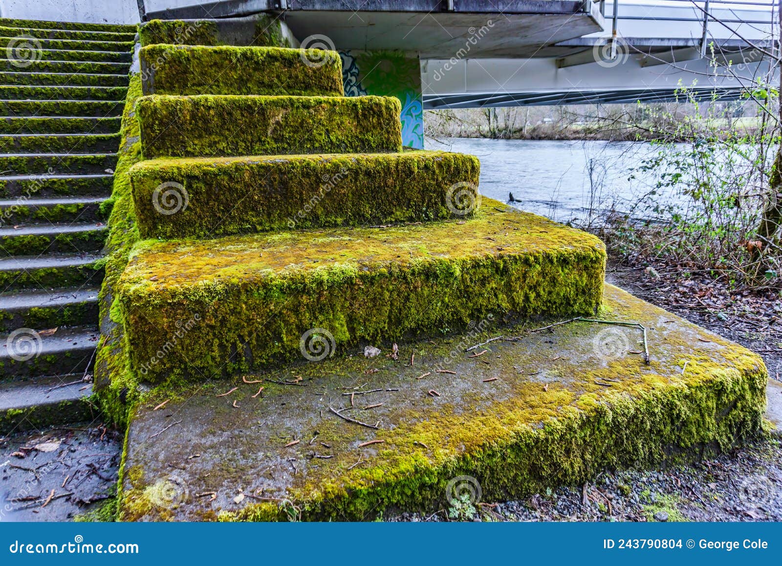 Mossy Bridge Architecture stock photo. Image of washington - 243790804