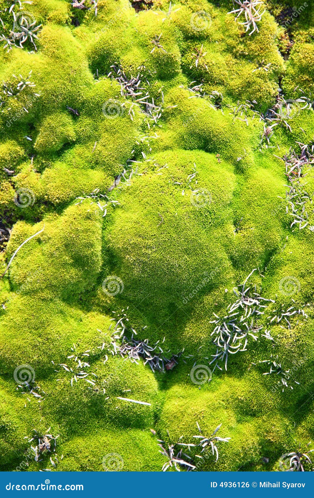 Mossy carpet stock photo. Image of vegetation, green, background - 4936126