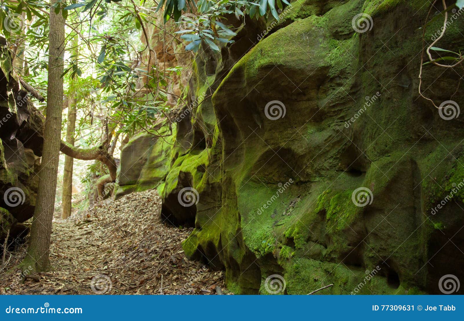 Mossy cliff stock image. Image of mountains, national - 77309631