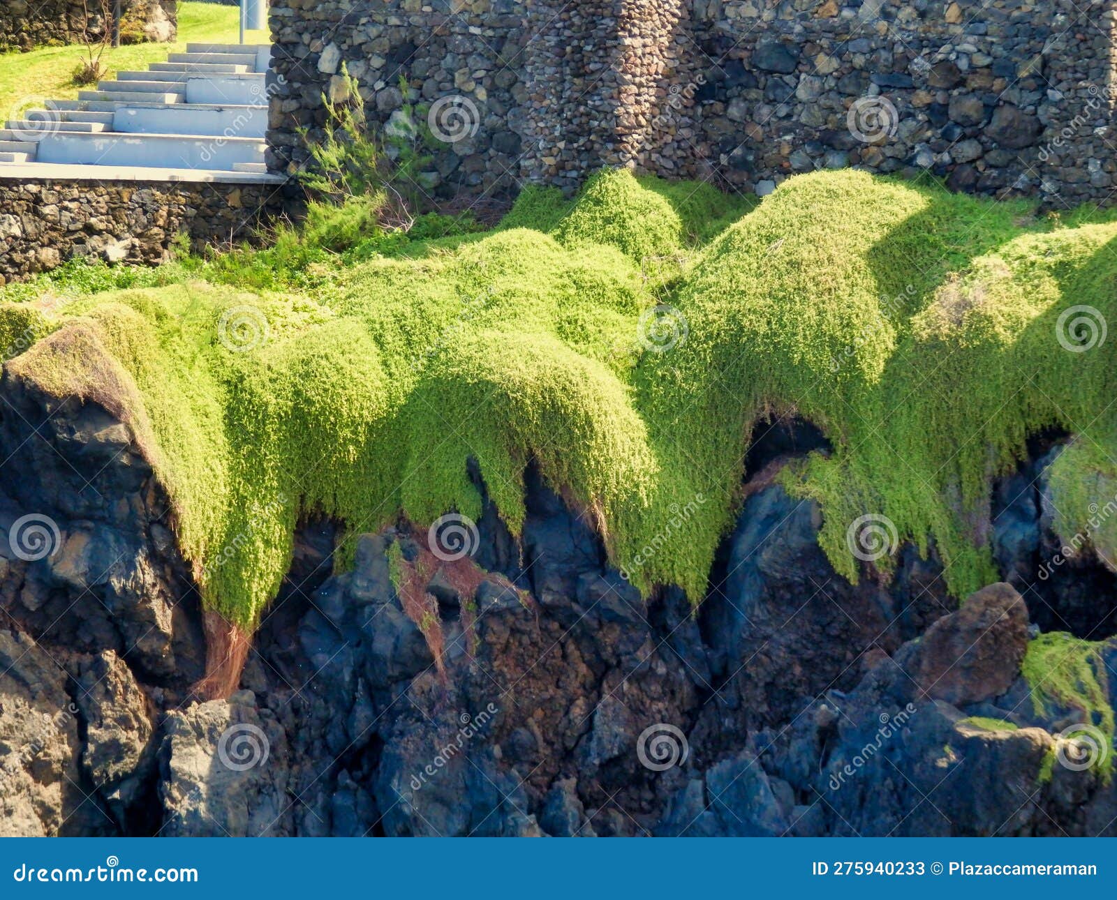 Verdant Moss On A Tilted Trunk Of An Old Tree. Royalty-Free Stock ...