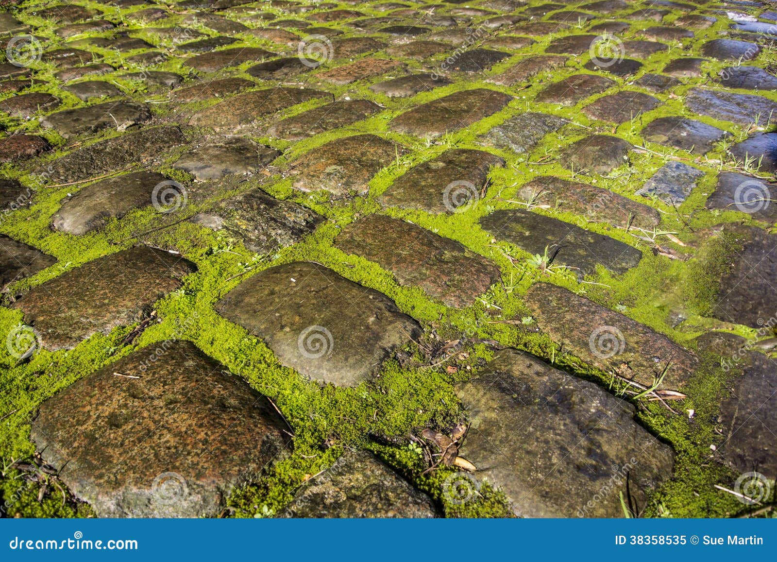 Mossy Cobbles stock image. Image of plant, pavement, granite - 38358535