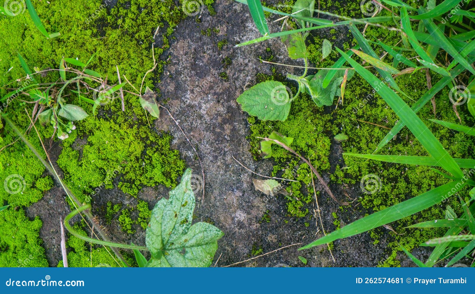 Mossy Concrete and Overgrown with Wild Plants Stock Image - Image of ...