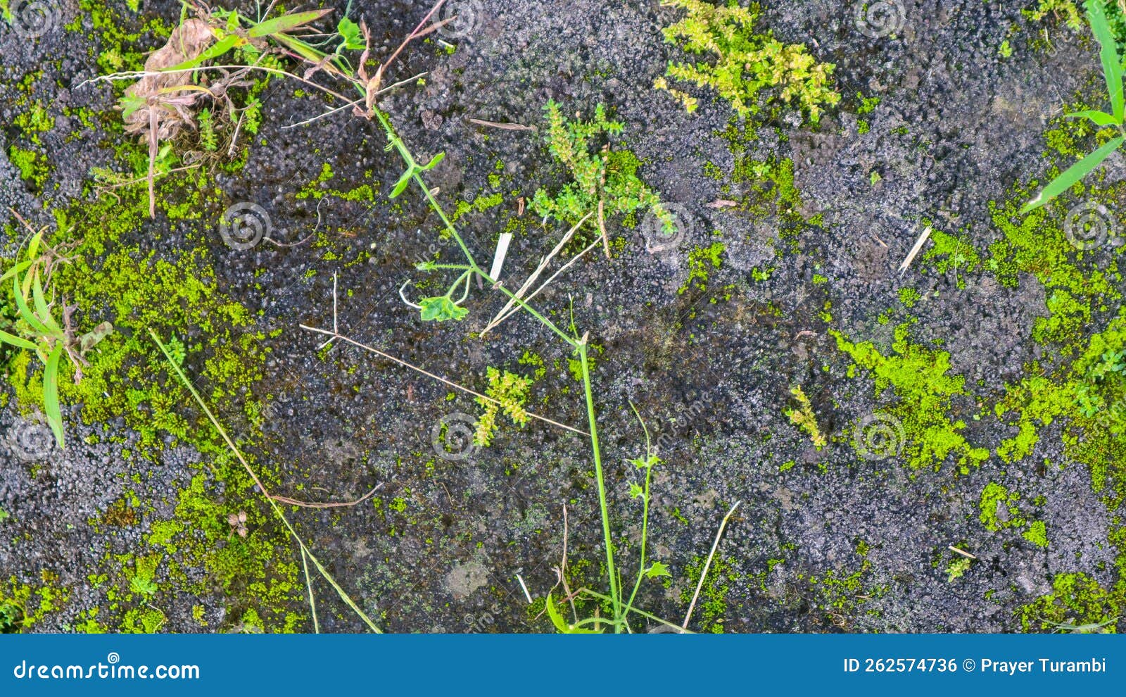 Mossy Concrete and Overgrown with Wild Plants Stock Photo - Image of ...