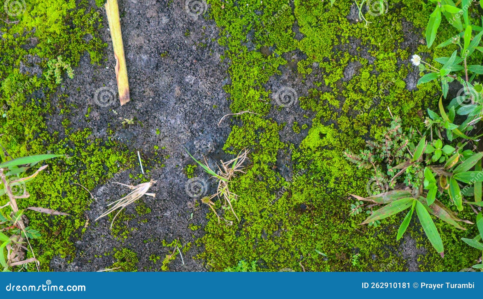 Mossy Concrete and Overgrown with Wild Plants Stock Image - Image of ...