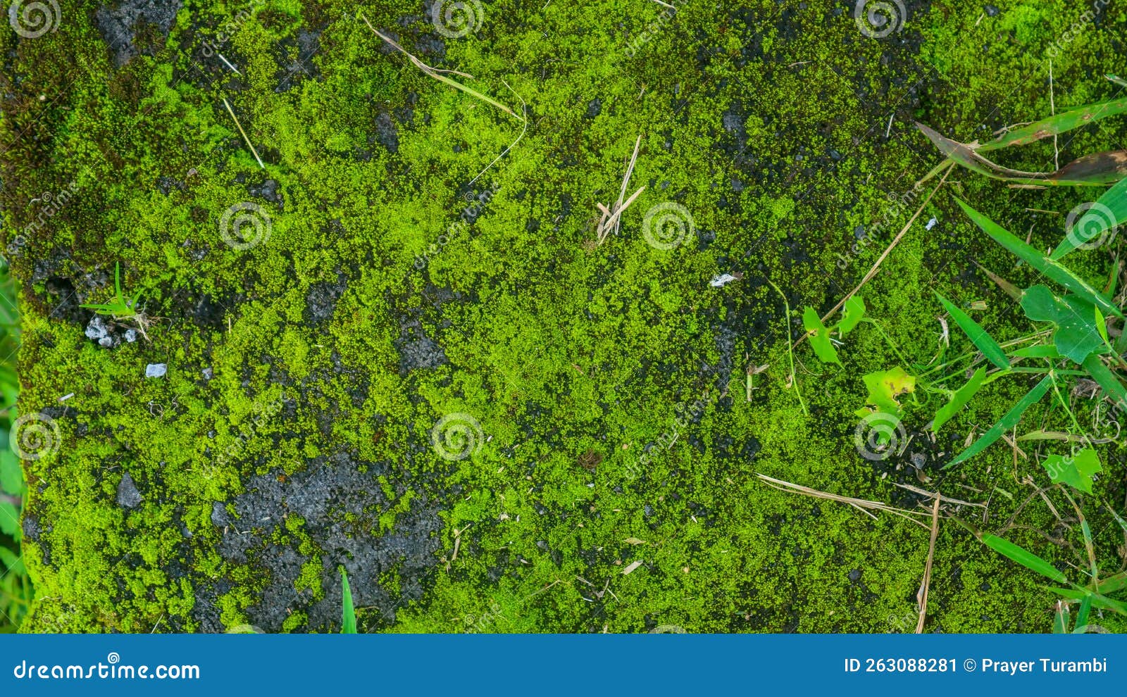 Mossy Concrete and Overgrown with Wild Plants Stock Image - Image of ...
