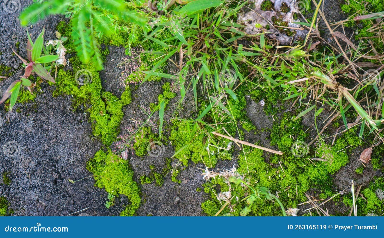Mossy Concrete and Overgrown with Wild Plants Stock Image - Image of ...