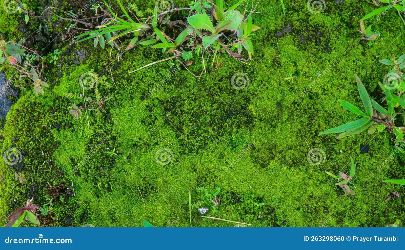 Mossy Concrete and Overgrown with Wild Plants Stock Photo - Image of ...