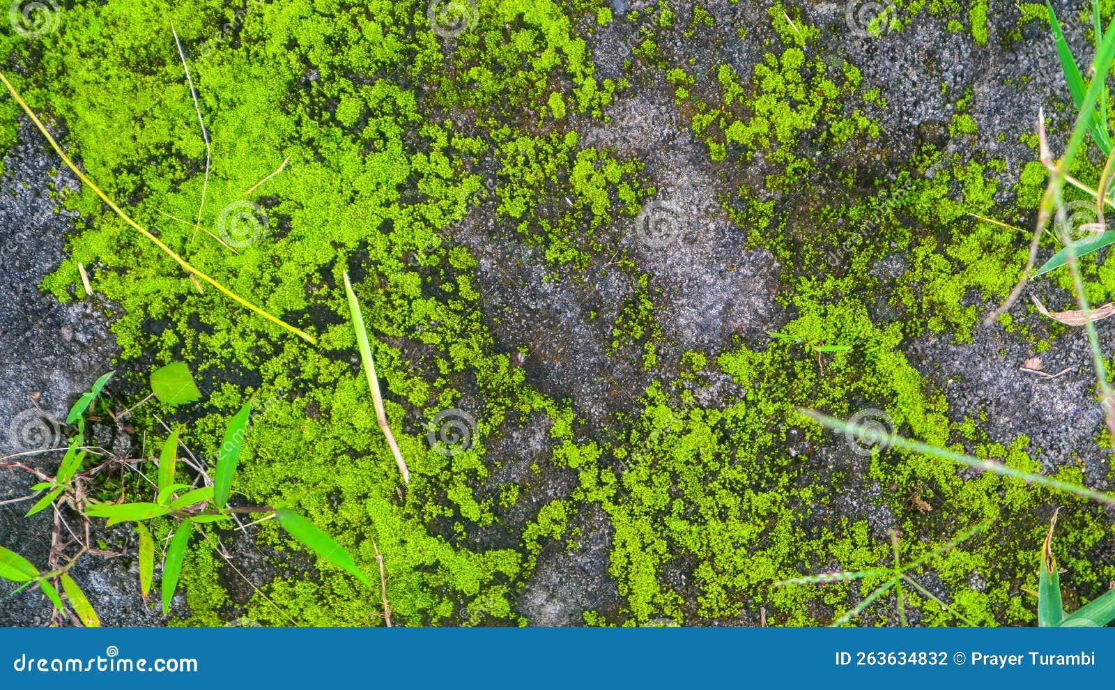 Mossy Concrete and Overgrown with Wild Plants Stock Photo - Image of ...