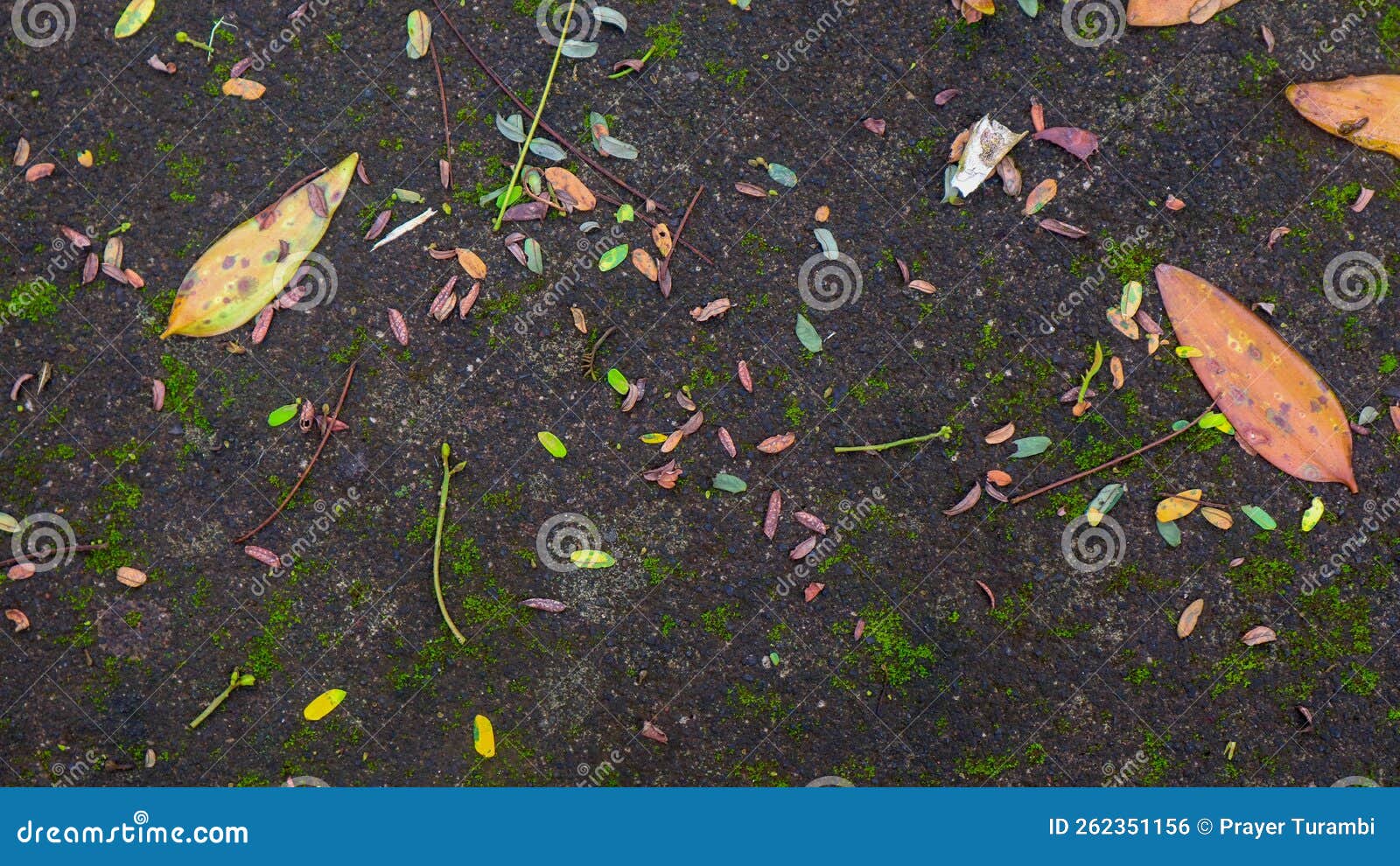 Mossy Concrete Road Texture with Fallen and Dry Leaves Stock Photo ...