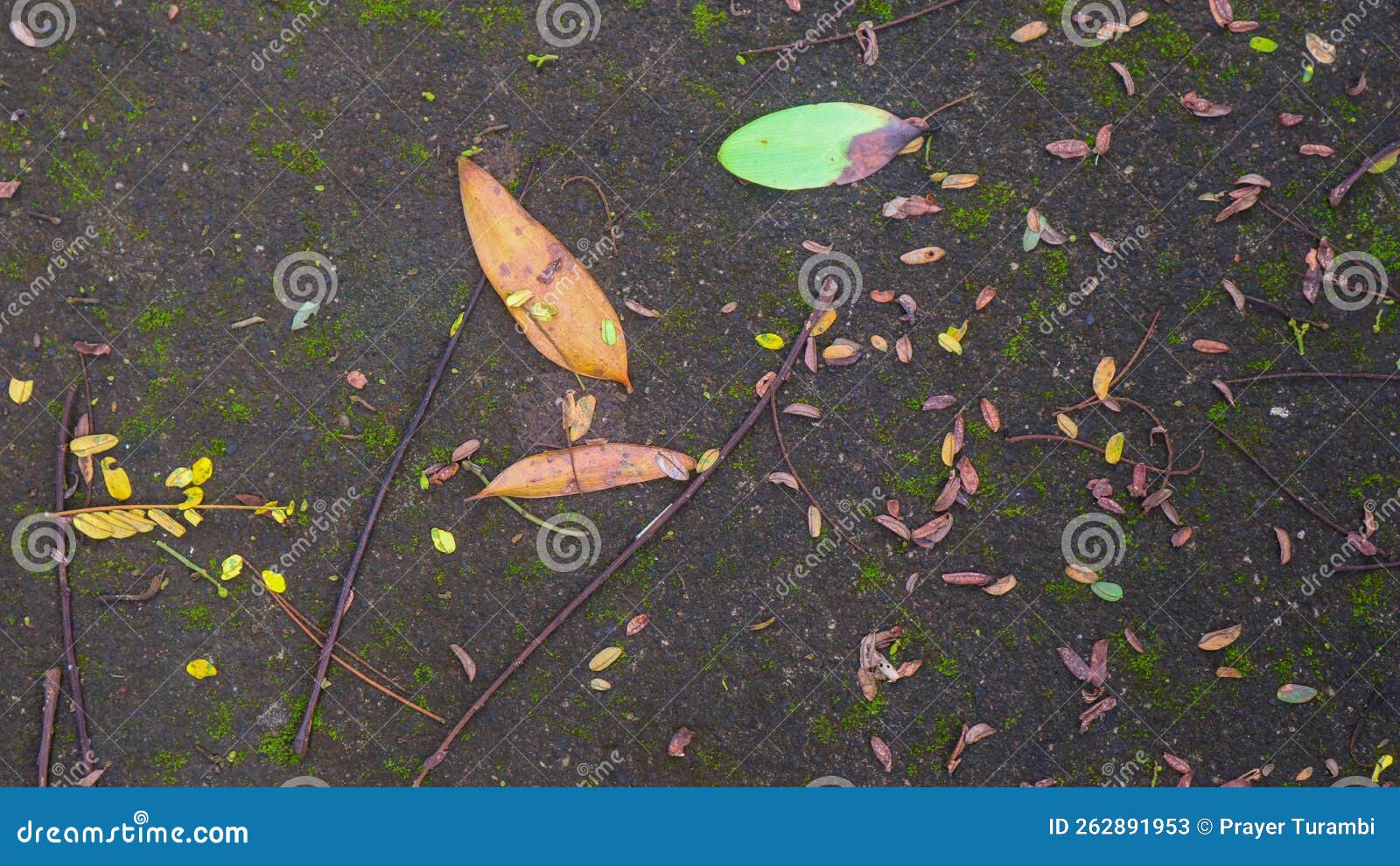 Mossy Concrete Road Texture with Fallen and Dry Leaves Stock Image ...