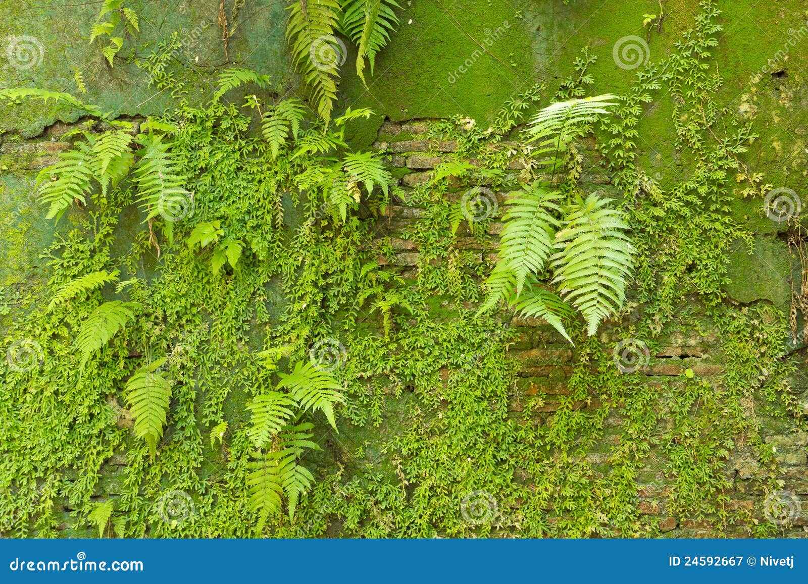 Mossy Concrete Wall Texture For Background. Royalty-Free Stock ...