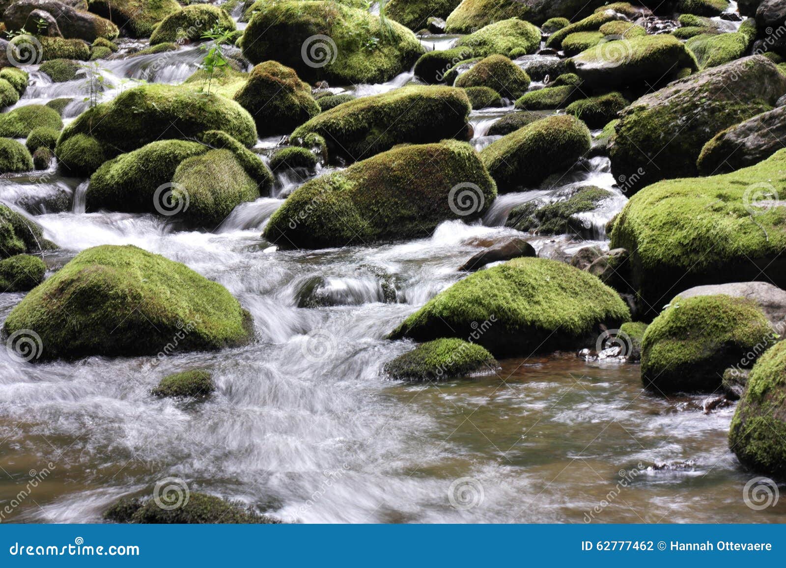 Mossy Creek stock photo. Image of mossy, creek, covered - 62777462