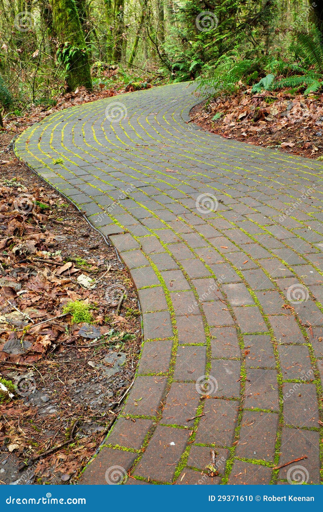 Mossy curved brick path stock photo. Image of outdoors - 29371610