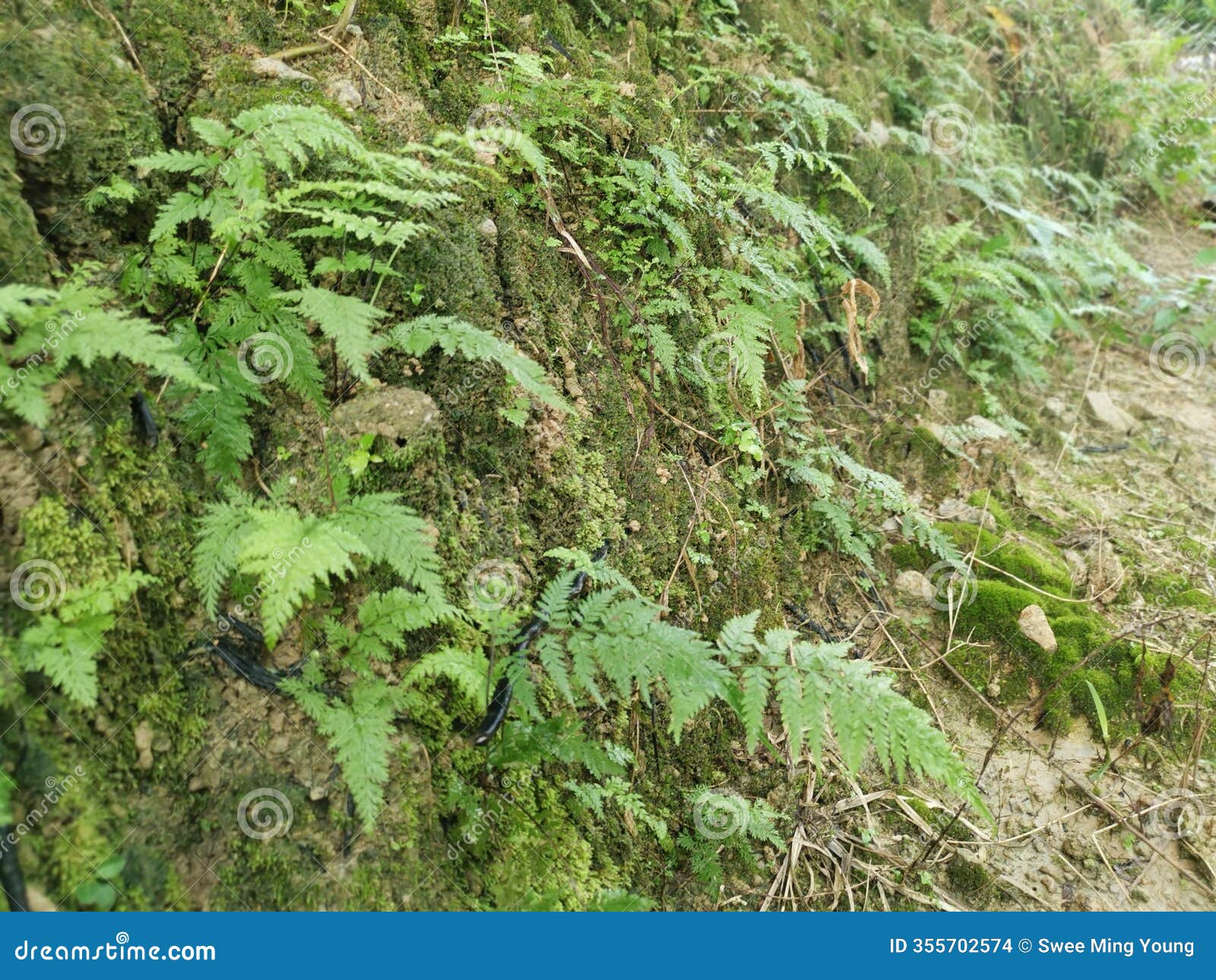 Mossy Drainage Slope Sprouting With Wild Leafy Ferns. Stock Photography ...