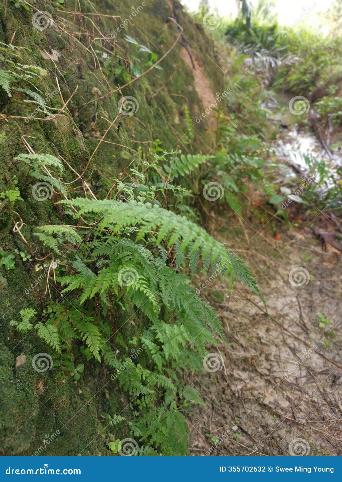 Mossy Drainage Slope Sprouting with Wild Leafy Ferns. Stock Photo ...