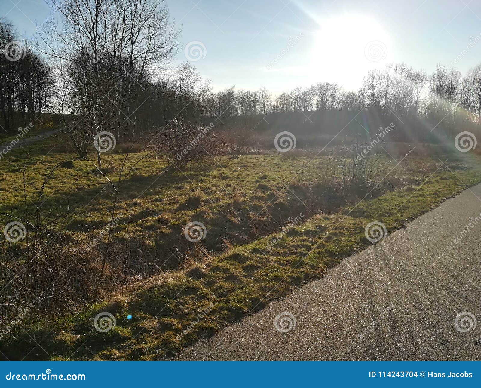 Mossy field under the sun stock photo. Image of mossy - 114243704