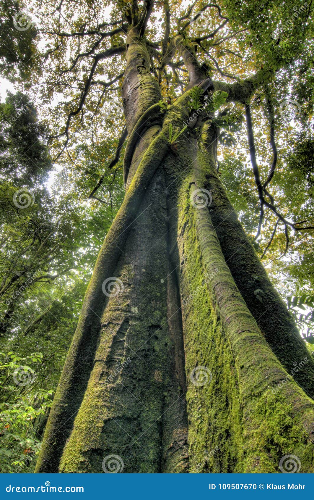 Mossy Fig Tree Trunk, View from Below Stock Photo - Image of trunk ...