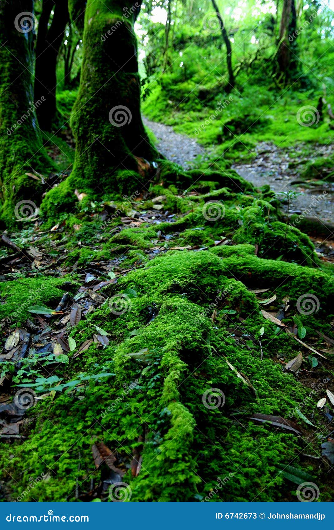 Mossy forest stock image. Image of tropical, trees, green - 6742673