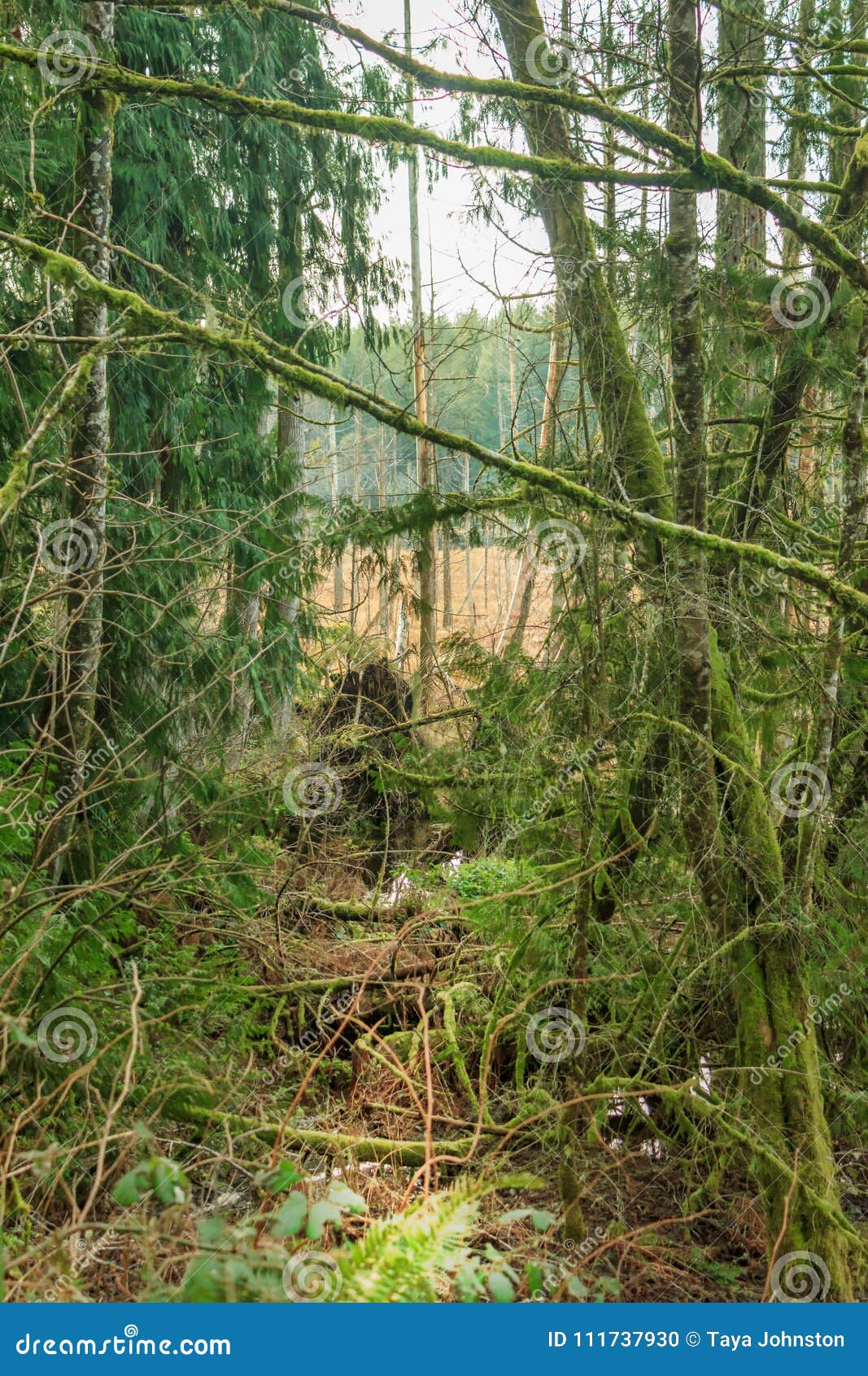 Mossy forest bramble stock photo. Image of glow, park - 111737930