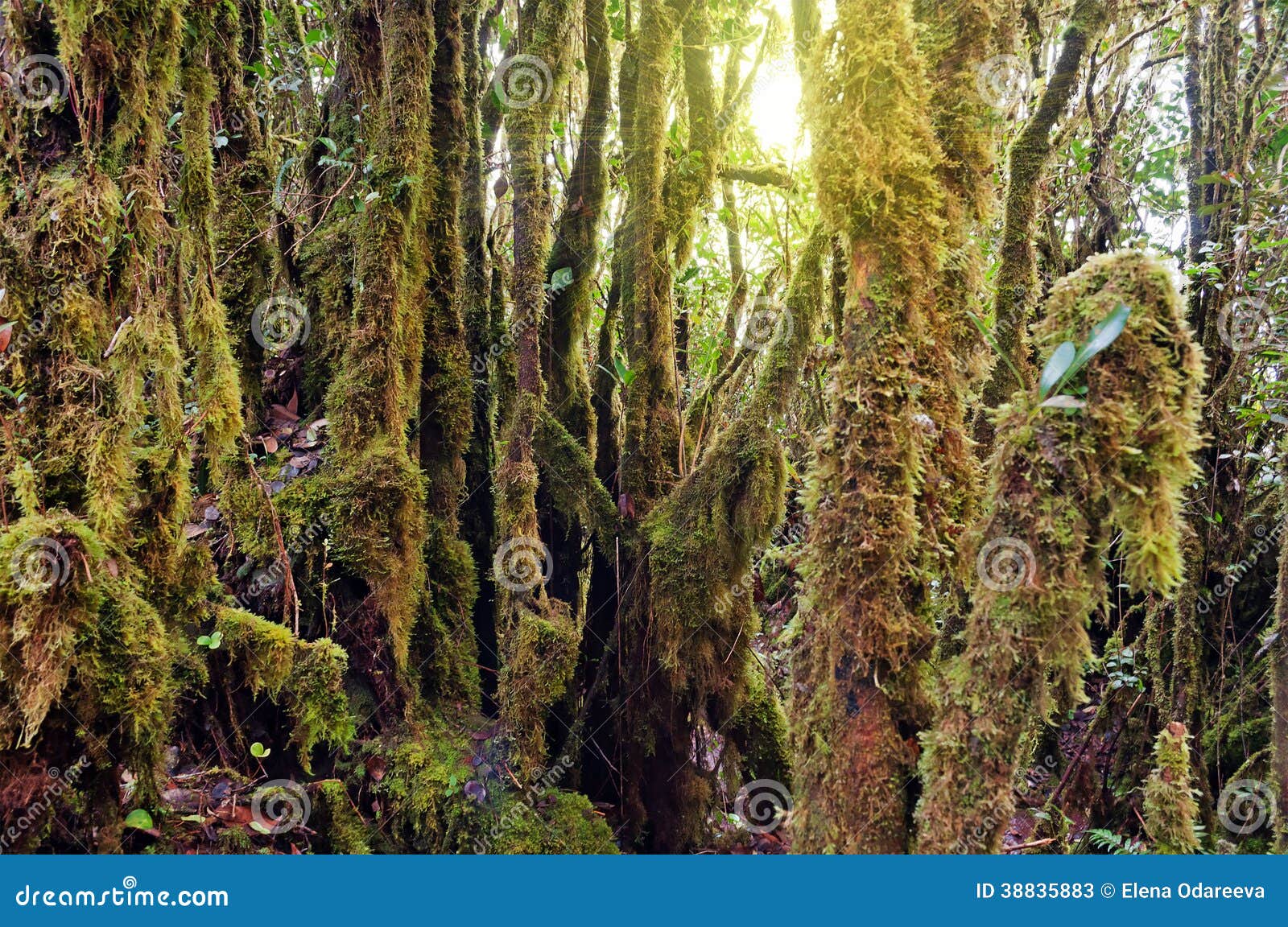 Mossy Forest stock image. Image of rainforest, fresh - 38835883