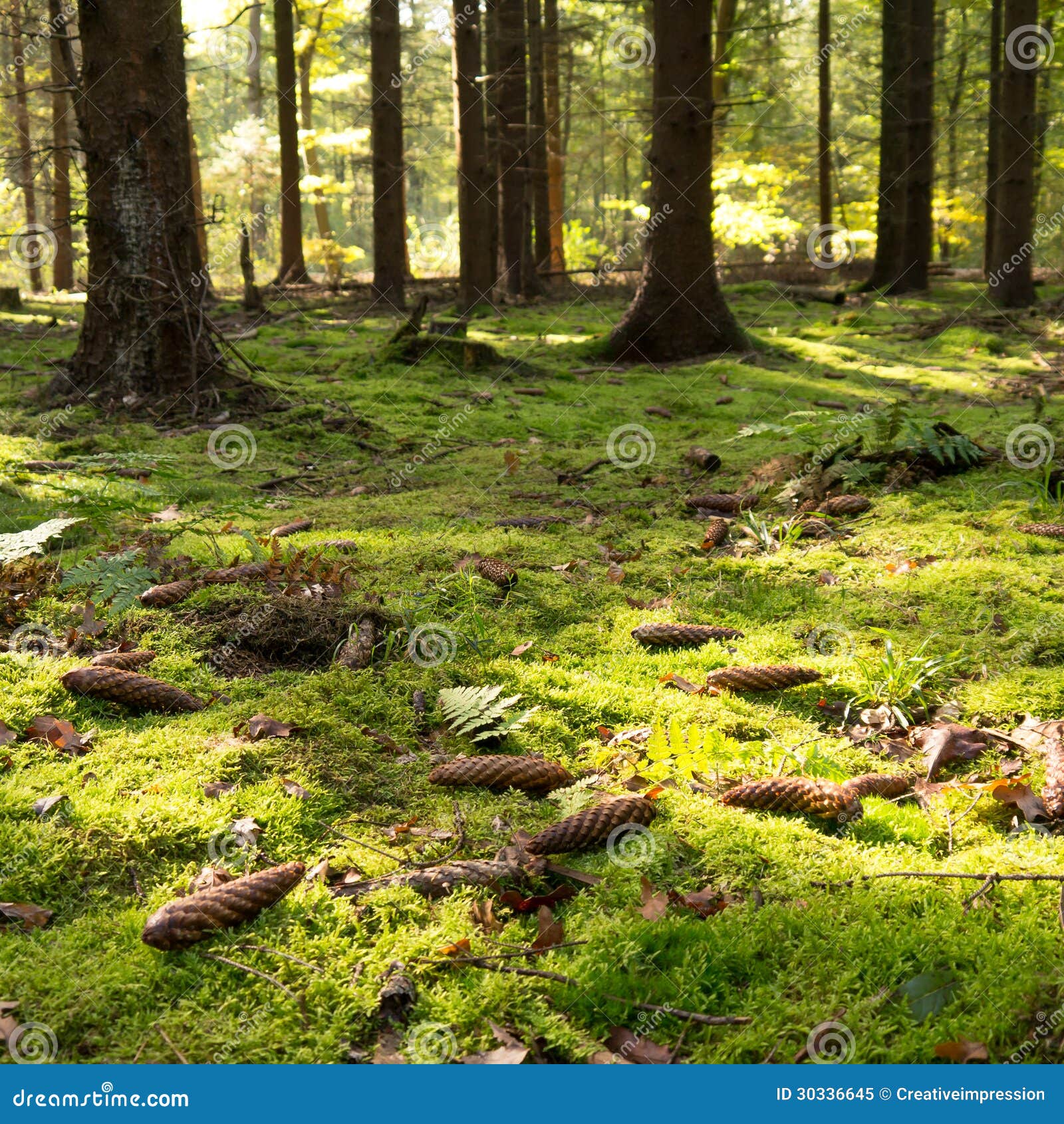 Mossy forest floor stock image. Image of floor, space - 30336645